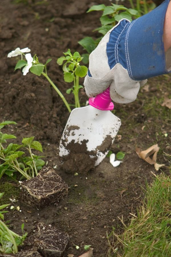 Planting with trowell stock photo. Image of bloom, digging - 5114