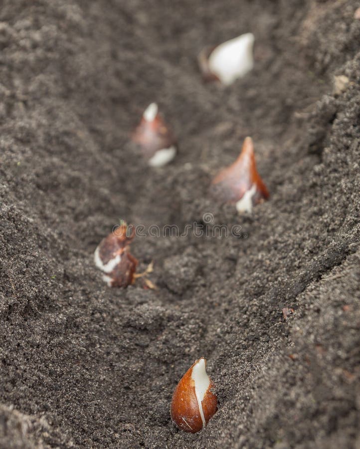 Planting tulip bulbs stock photo. Image of bulbs, bulb - 75058678
