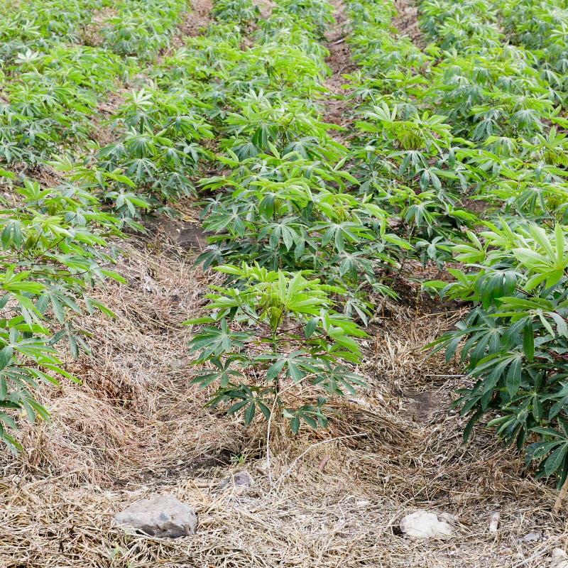 Planting vegetable garden stock photo. Image of greenhouse - 49171034