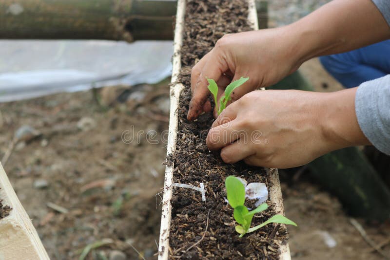 Planting a Vegetable Seedling Stock Photo - Image of green, wood: 251919930