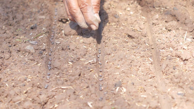 Planting Vegetable Seeds on the Field Stock Video - Video of planting ...