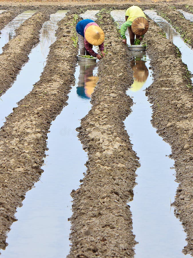 Planting Vegetables stock image. Image of farmer, cultivation - 29299185