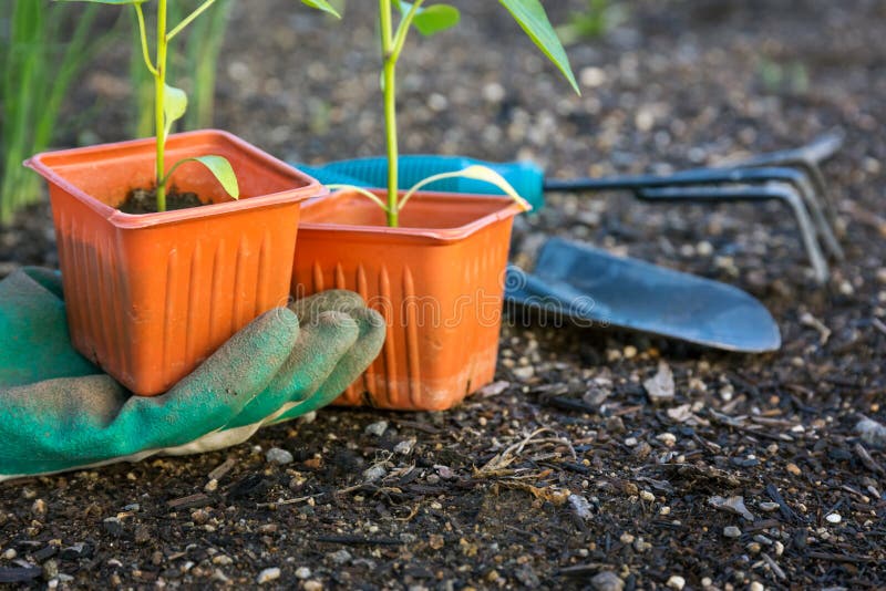 Planting vegetables stock image. Image of organic, growth - 67759927