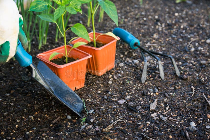 Planting vegetables stock photo. Image of environment - 67760070