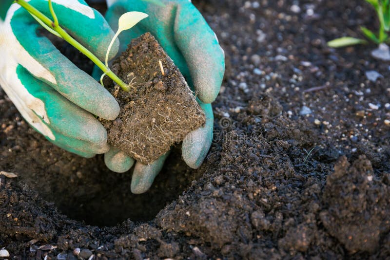 Planting vegetables stock image. Image of green, plantation - 67760253