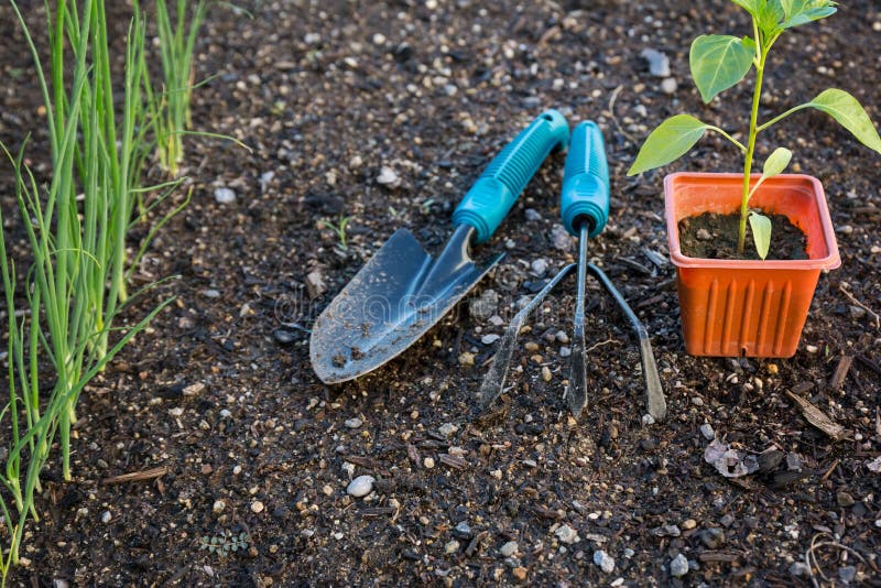 Planting vegetables stock image. Image of growth, outdoors - 68164039