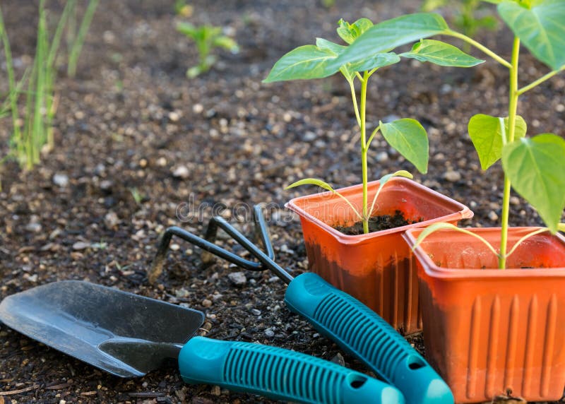 Planting vegetables stock image. Image of home, greenhouse - 68164165