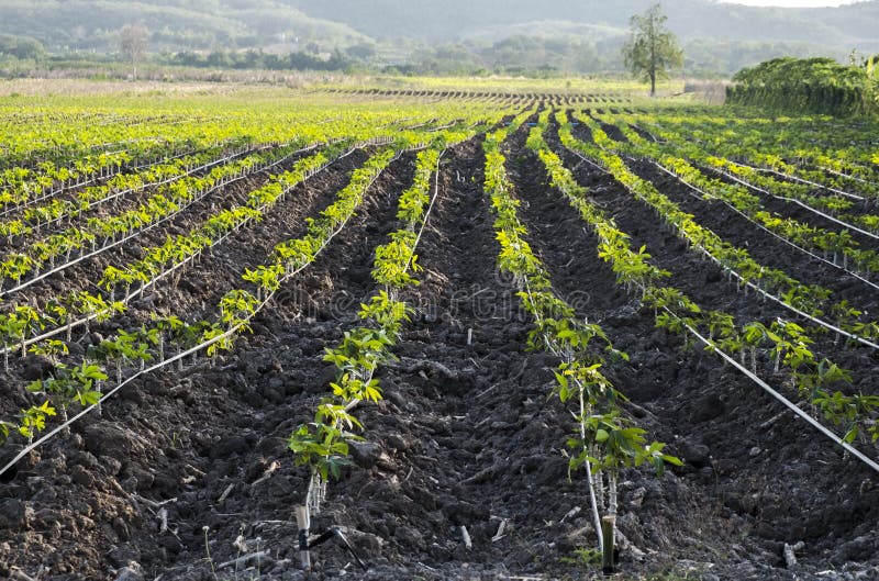 42,669 Organic Horizontal Crop Stock Photos - Free & Royalty-Free Stock ... 42,669 Organic Horizontal Crop Stock Photos - Free & Royalty-Free Stock ...