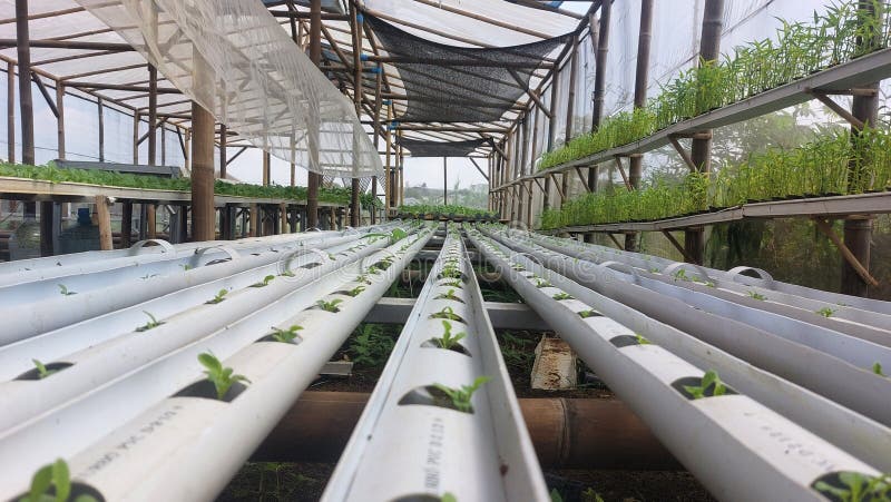 Planting Vegetables Using the White Pipe Method in Indonesia Stock ...