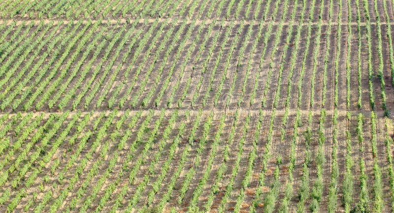 Planting a Vineyard with Straight Rows of Beds Top View-side View Stock ...