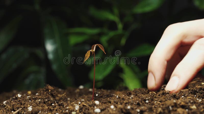 Planting and Watering Plant Process, Small Lychee Tree, Macro on Black ...