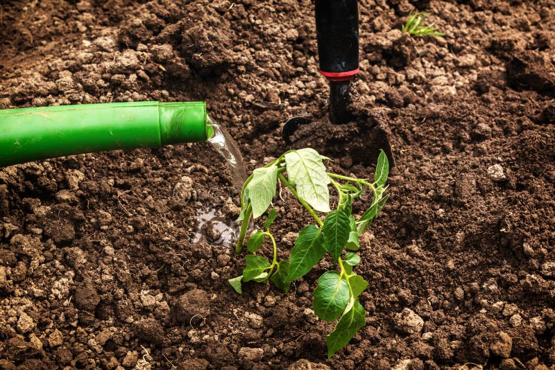 Planting and Watering of Seedlings Stock Image - Image of botany ...