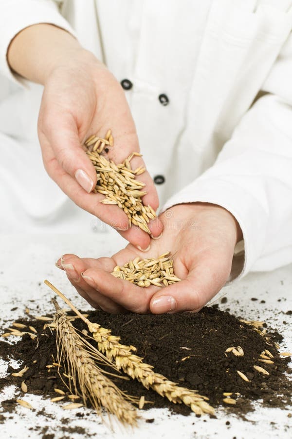 Planting of wheat stock photo. Image of seedling, plant - 18742802