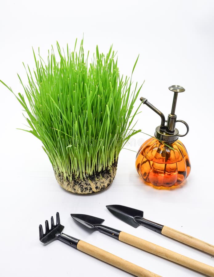 Planting wheat stock image. Image of white, argricultural - 64141967