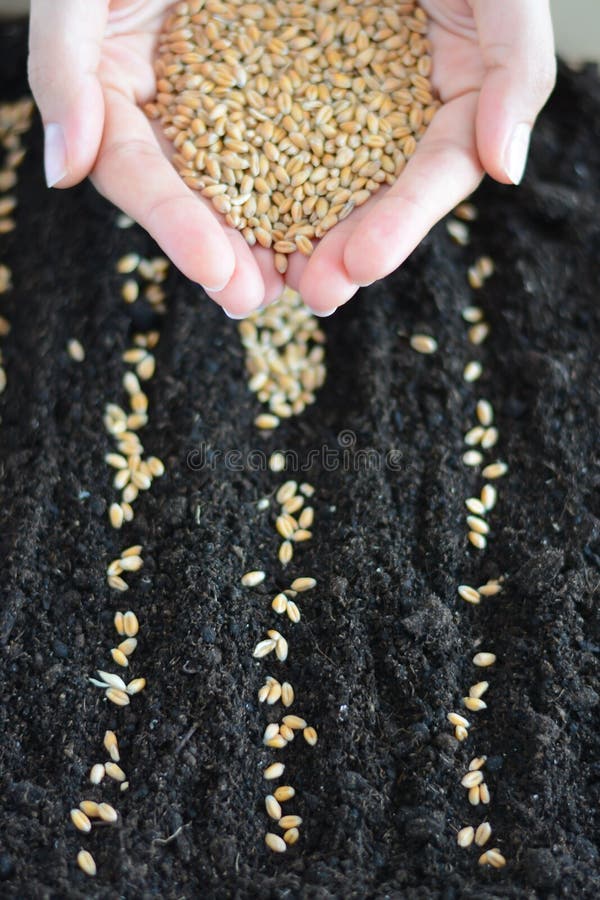 Planting Wheat Seeds into the Ground Stock Image - Image of human, home ...