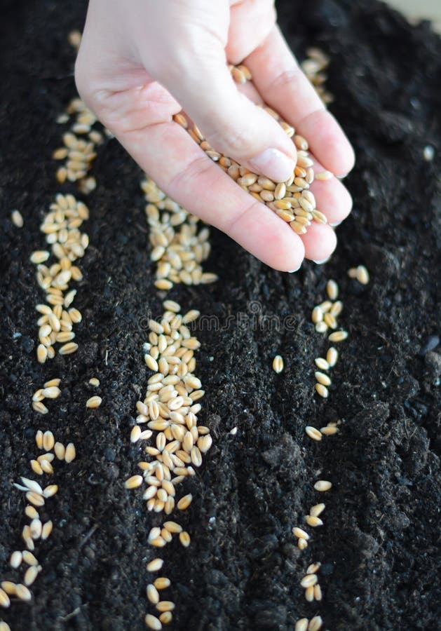 Planting Wheat Seeds into the Ground Stock Image - Image of ...