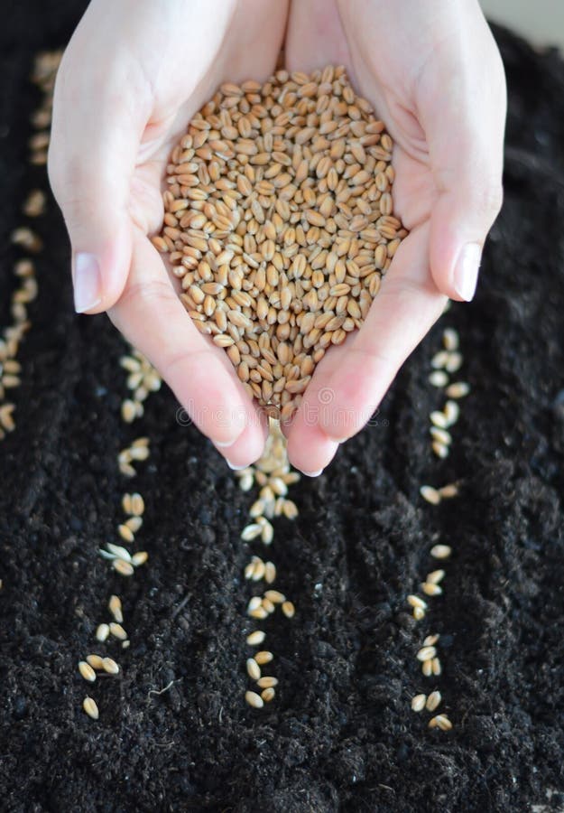 Planting Wheat Seeds in Soil Stock Photo - Image of earth, alimentation ...
