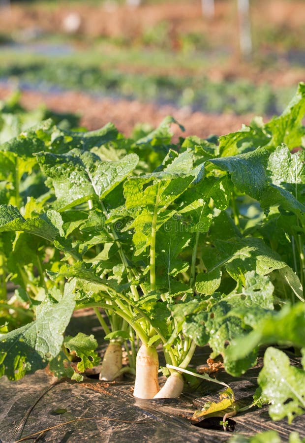 Planting white radish stock photo. Image of planting - 209130994