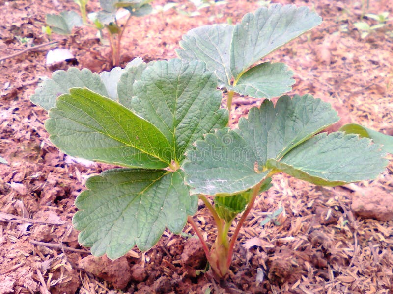 Planting winter crops stock illustration. Illustration of tree - 78857969