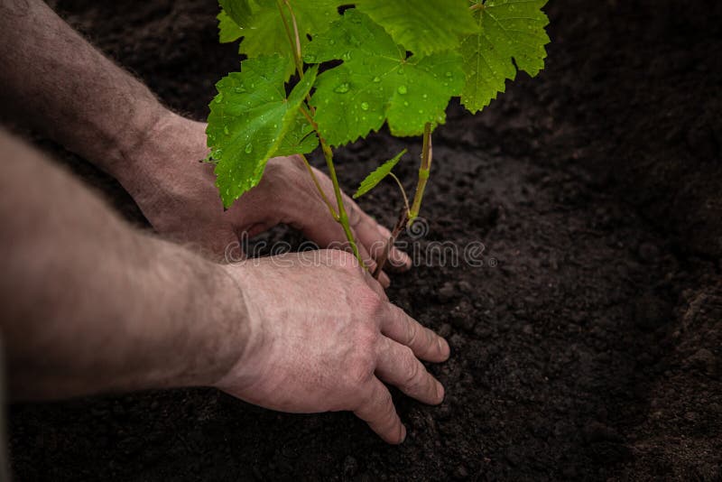 Planting a Young Grape Tree in the Ground Stock Image - Image of grape ...