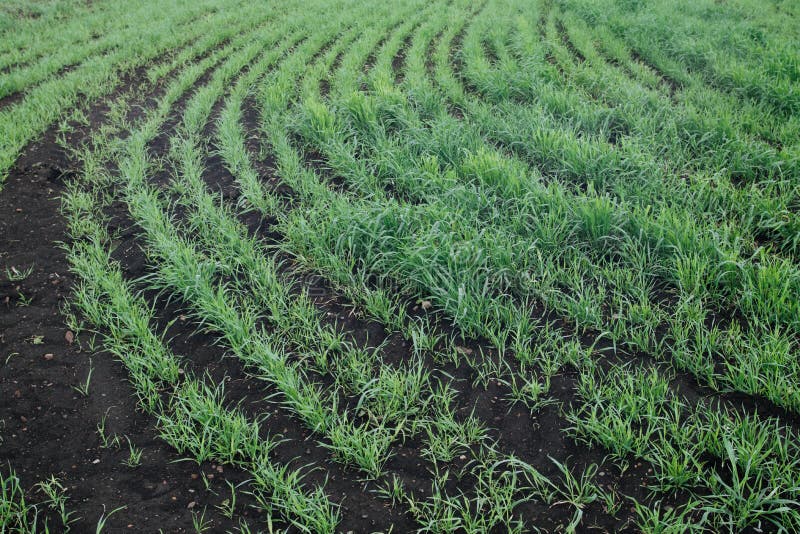Planting Young Green Wheat in Rows in the Field Stock Image - Image of ...