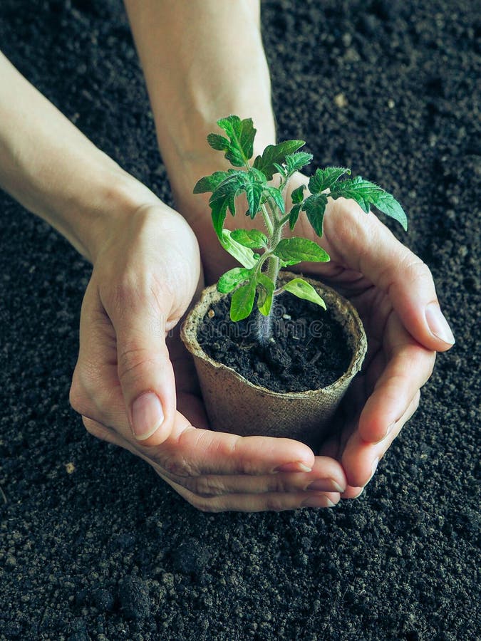 Tomato Seedling before Planting. Planting Young Plants. Stock Image ...