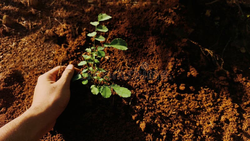 Planting a Young Sapling in Fertile Soil for Environmental Conservation ...