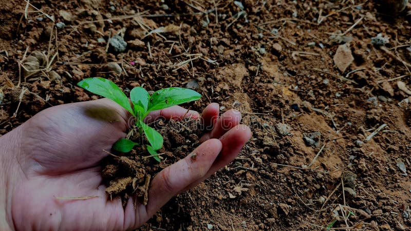 Planting a Young Sapling in Fertile Soil for Environmental Conservation ...