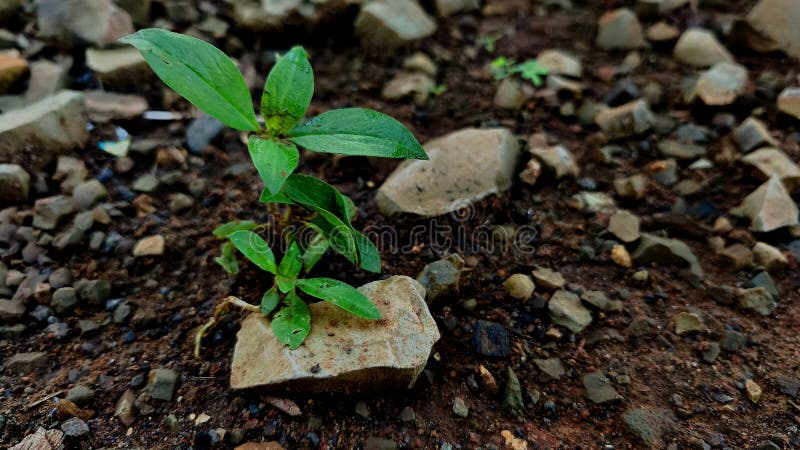 Planting a Young Sapling in Fertile Soil for Environmental Conservation ...