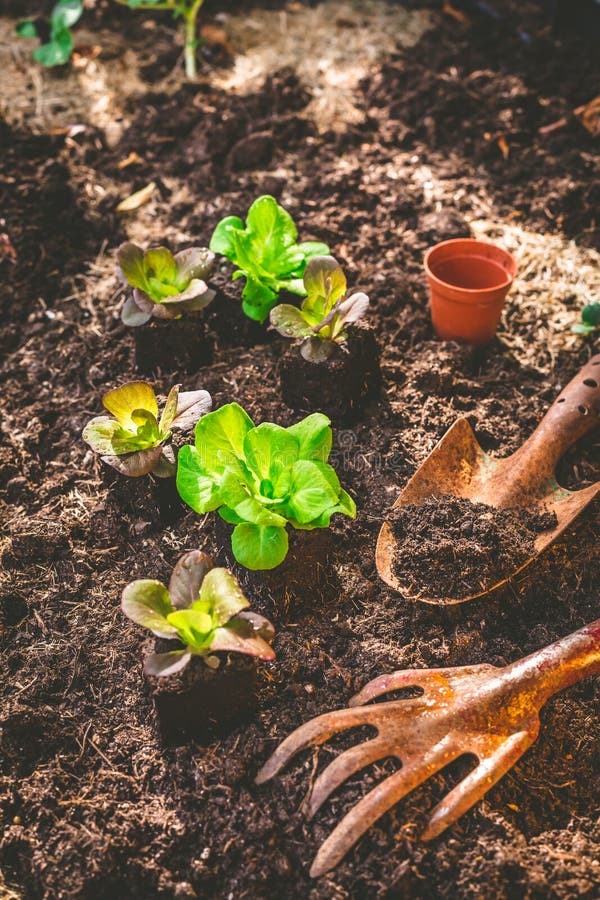 Planting Young Seedlings of Lettuce in Vegetable Raised Bed Stock Image ...