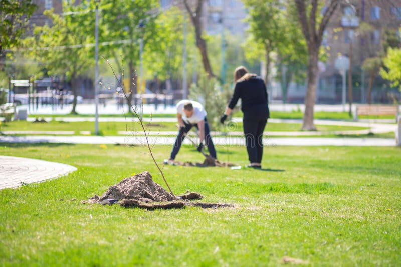 Planting Young Trees in a City Park. Improvement of Parks in the City ...