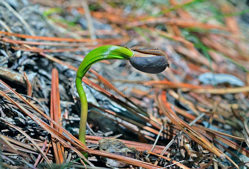 Plantlet stock photo. Image of natural, close, house - 12437760