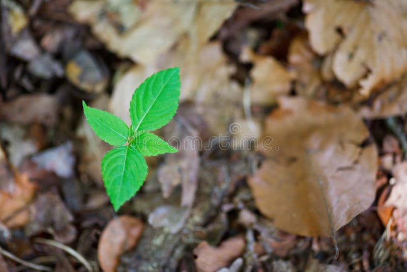 Plantlet stock photo. Image of plants, grow, spring, beginning - 40996358