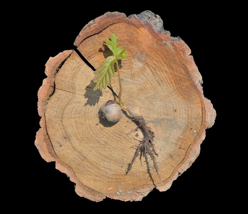Plantlet of oak 9 stock photo. Image of root, detail - 138192422