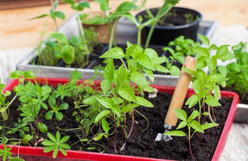 Plantlets, Seedlings, Plant Cultivation Stock Photo - Image of basil ...
