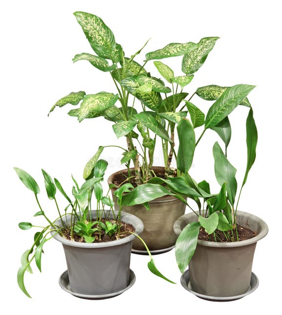 5,815 Three Leaf Plants Stock Photos - Free & Royalty-Free Stock Photos ...