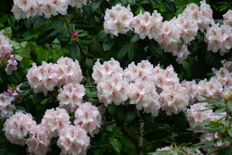 Great Laurel in the Gardens of Husum Costle Stock Photo - Image of ...