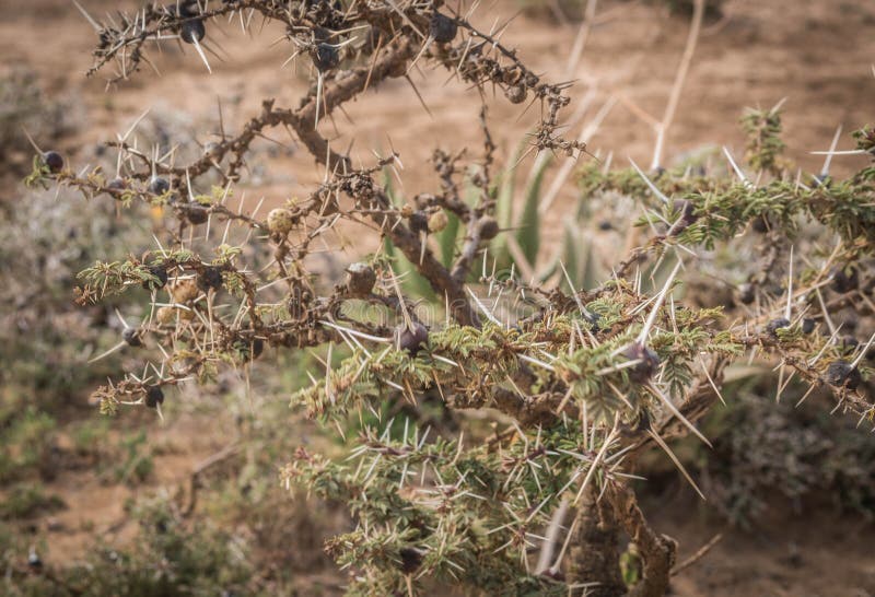 Plants of African Bush in Kenya Stock Image - Image of botanical ...
