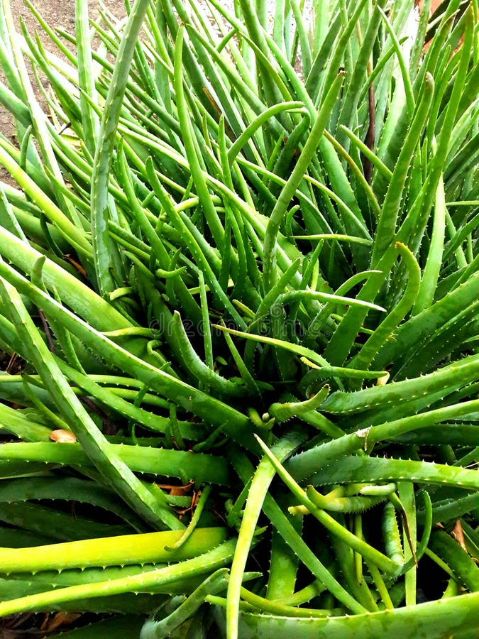 Plants stock photo. Image of natural, plants, aloe, nature - 93976048