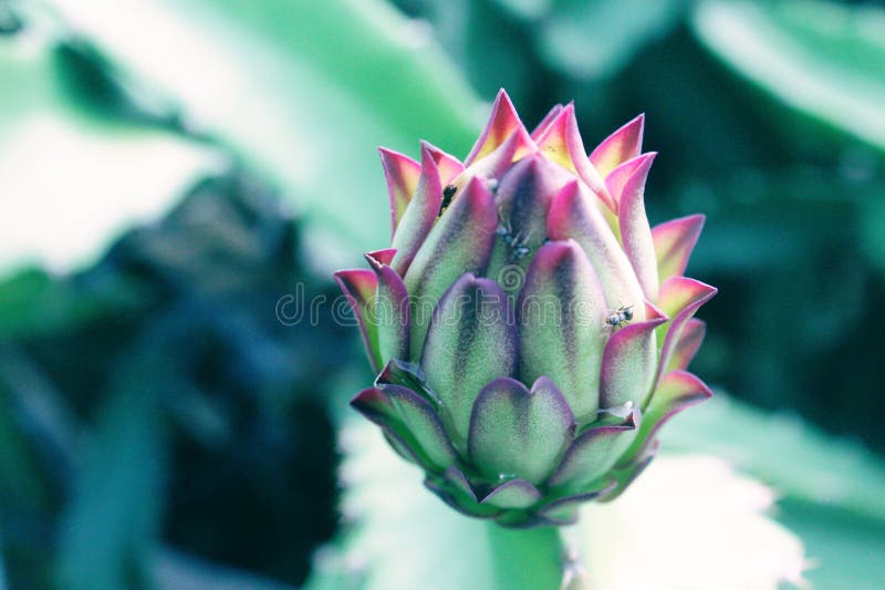 Plants and Animals that Coexist and Need Each Other Stock Image - Image ...