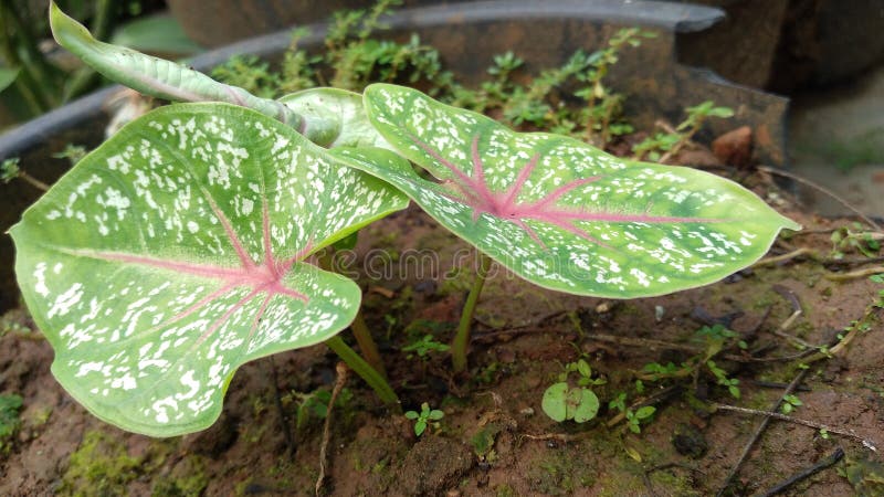 Plants of the Araceae Family Grow in Pots Stock Photo - Image of pots ...