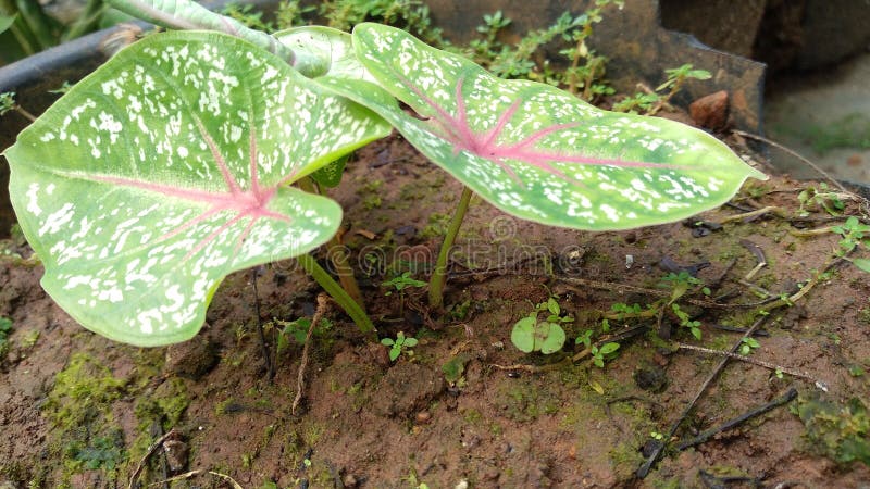 Plants of the Araceae Family Grow in Pots Stock Image - Image of ...