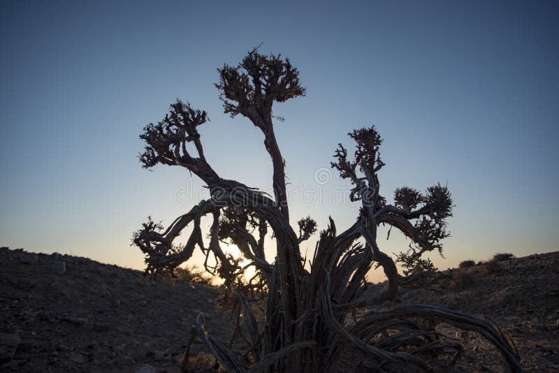 Plants in arid regions stock photo. Image of badlands - 104985034