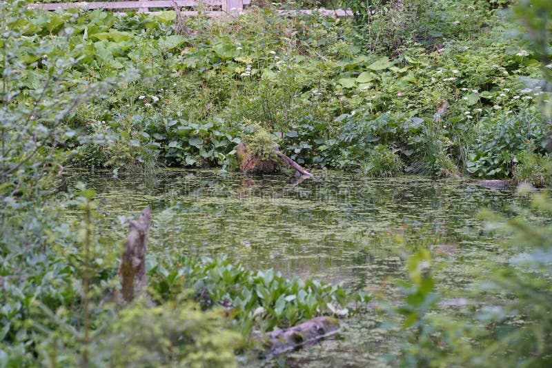 Plants around the pond stock image. Image of green, pond - 251661655