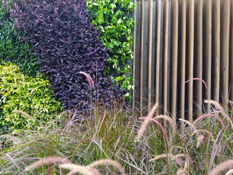 Plants Arranged Vertically Decorate the Fence Wall Stock Photo - Image ...