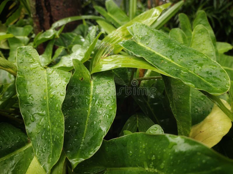 The Plants are so Beautiful after Being Drenched in Rain Stock Photo ...