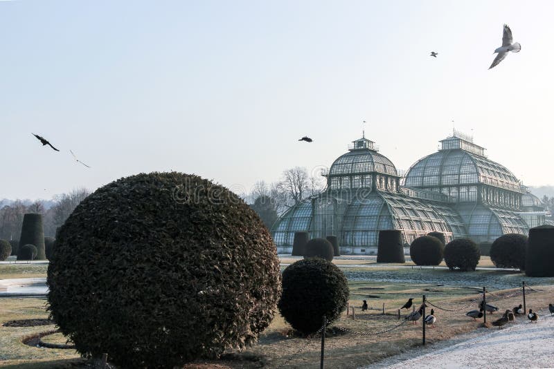 Birds in garden in Vienna stock photo. Image of snowy - 105403818