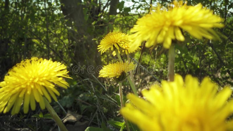 Plants Bloom in the Woods in Spring Stock Video - Video of nature ...