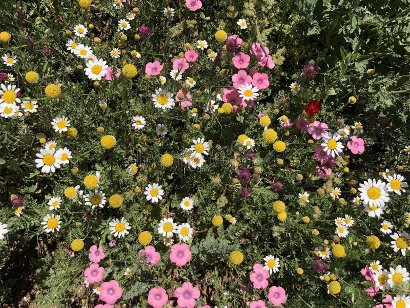 Plants Blossoming in Kidron Valley in April in Jerusalem, Israel. Stock ...