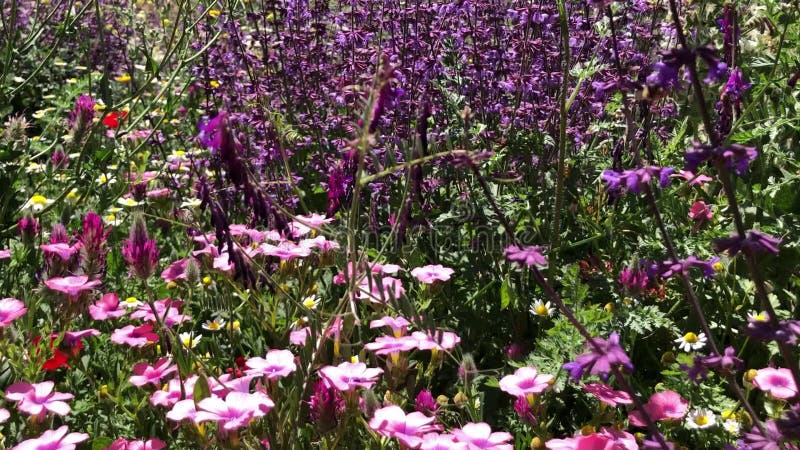 Plants Blossoming in Kidron Valley in April in Jerusalem, Israel. Stock ...